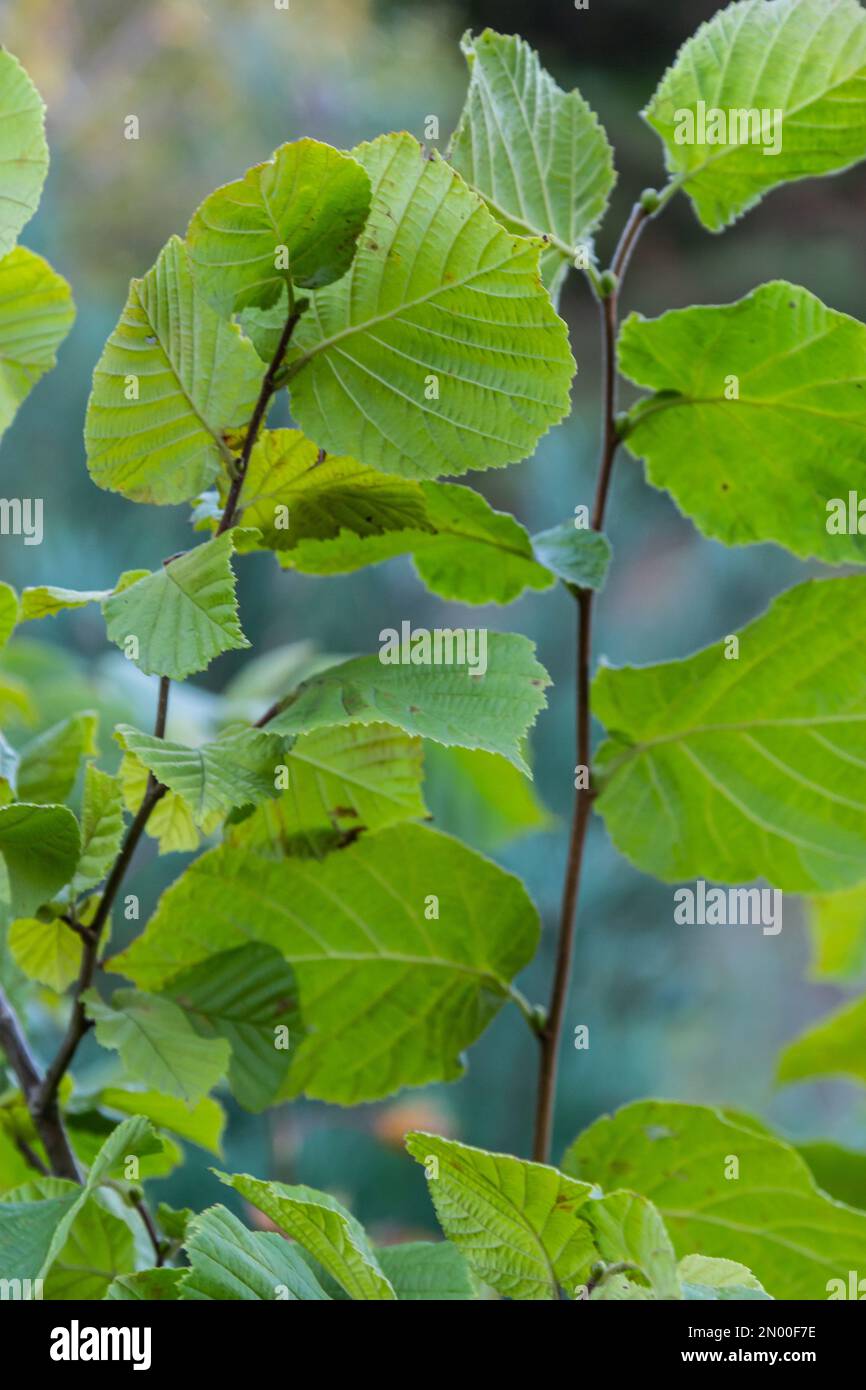 Common hazel Lombardii new leaves - Latin name - Corylus avellana ...