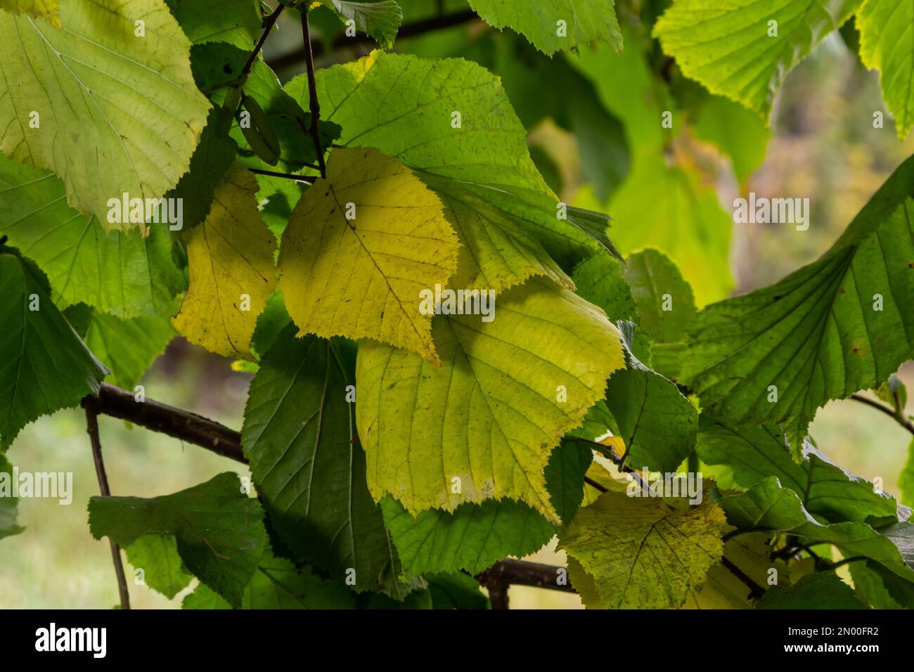 Common hazel Lombardii new leaves - Latin name - Corylus avellana ...