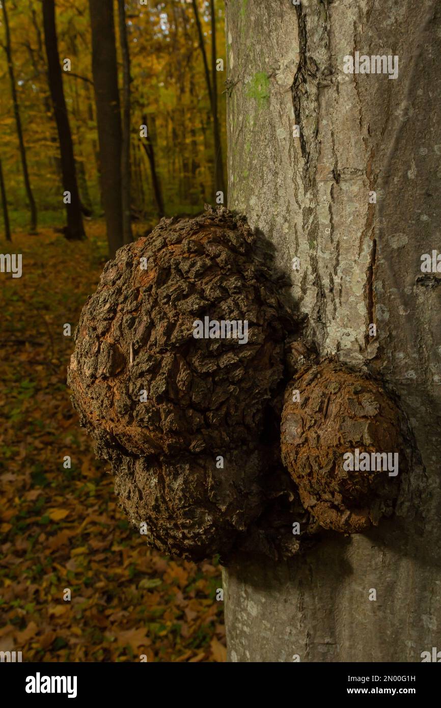 Deformed trunk of a thick old tree with painful growths on a blurred ...
