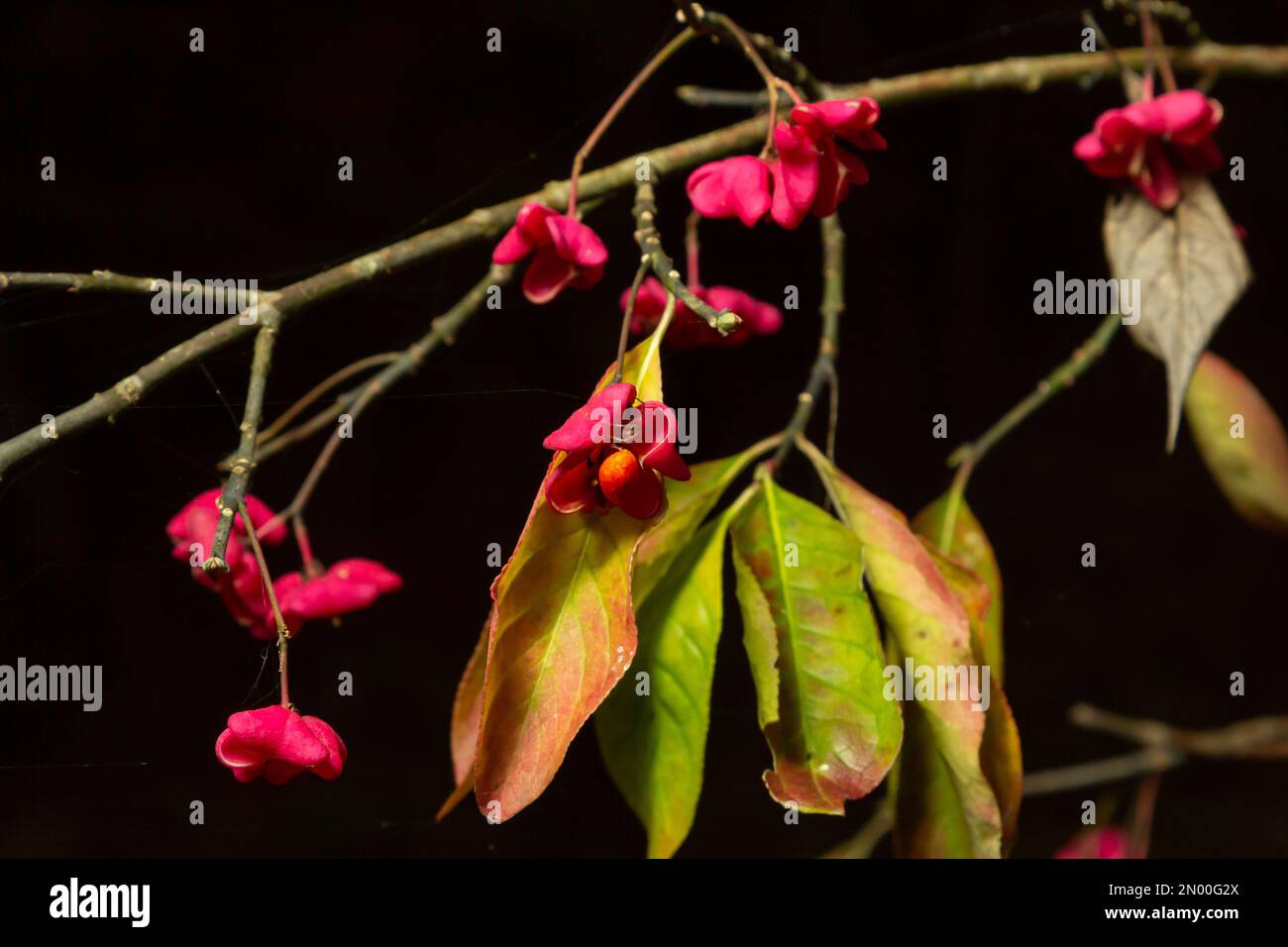Euonymus europaeus - Spindle shrub also European spindle tree. Shrubs ...