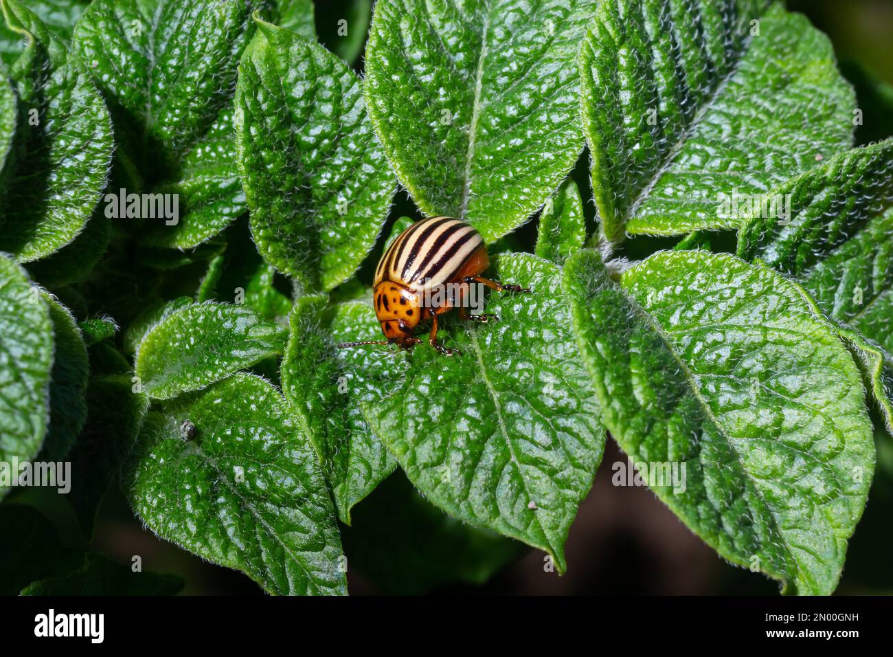 Colorado Potato Striped Beetle - Leptinotarsa Decemlineata Is A Serious ...
