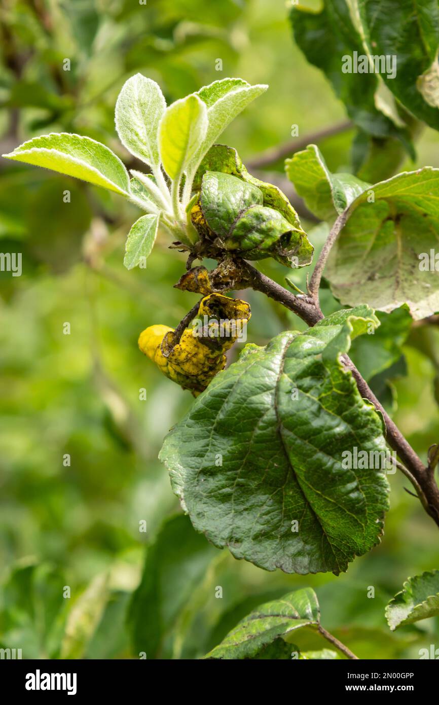 Dysaphis radicola hi-res stock photography and images - Alamy