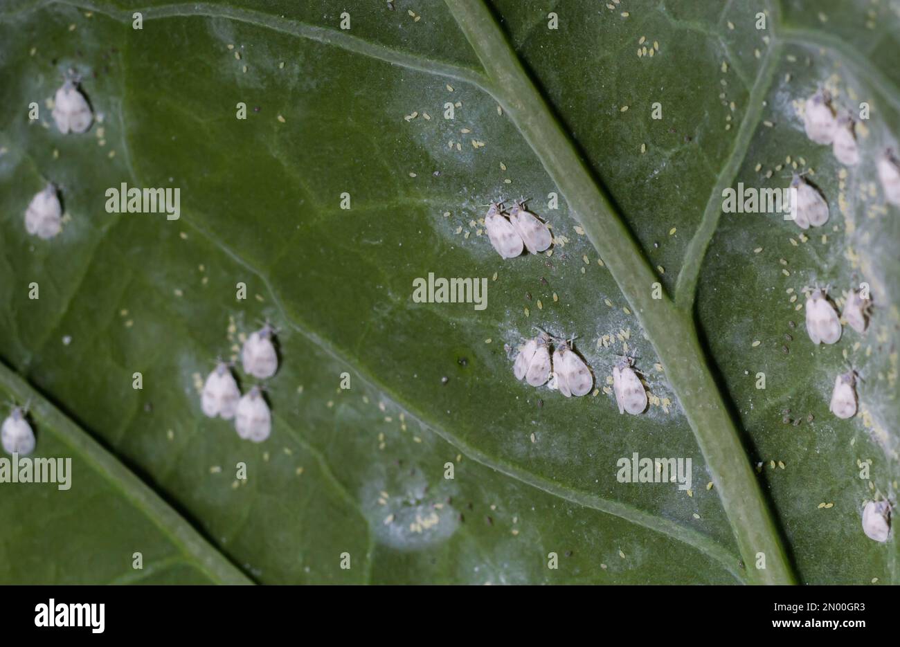 Whitefly Aleyrodes proletella agricultural pest on cabbage leaf Stock ...