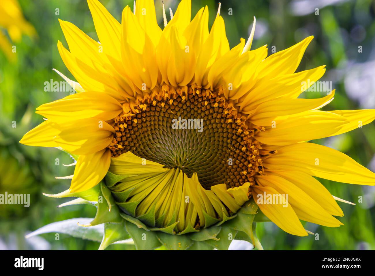 a young unopened sunflower grows in a field. sunflower cultivation ...