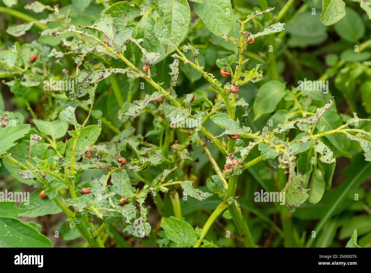 Colorado potato beetle - Leptinotarsa decemlineata on potato bushes ...