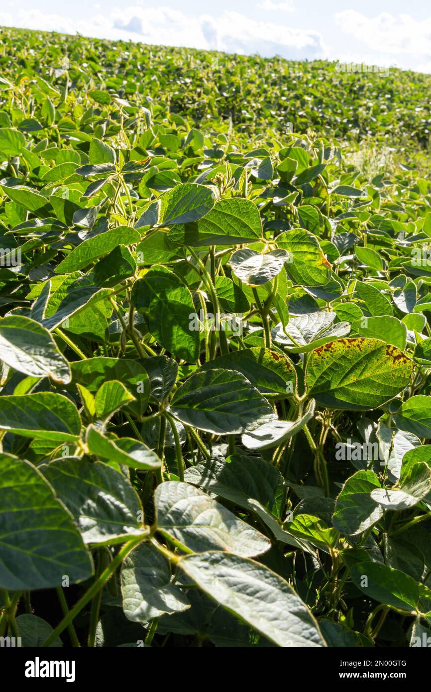 Soybean pods on soybean plantation, on blue sky background, close up ...