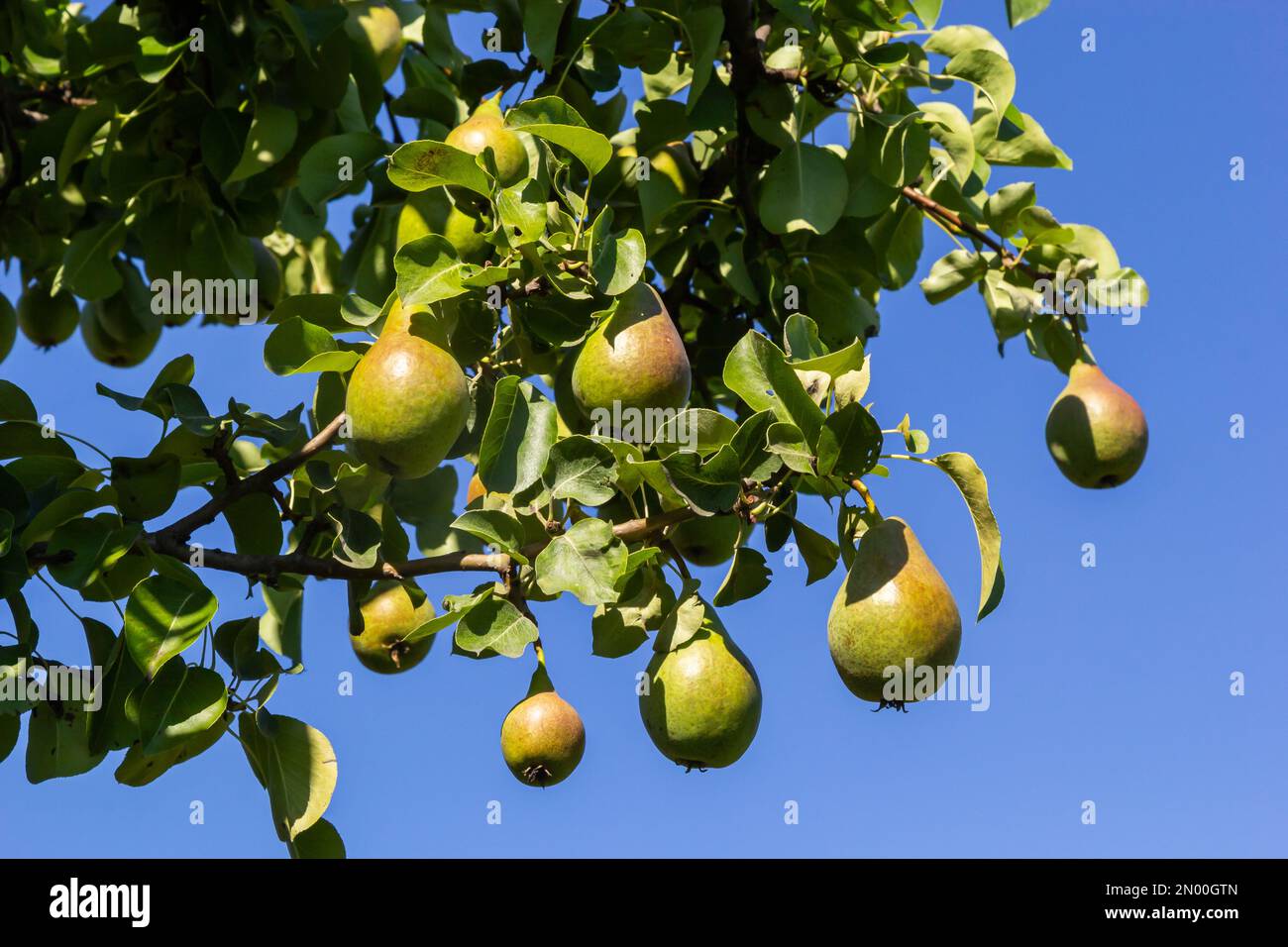 A bunch of pears in the tree. Benefits of pears. Blue sky Background ...