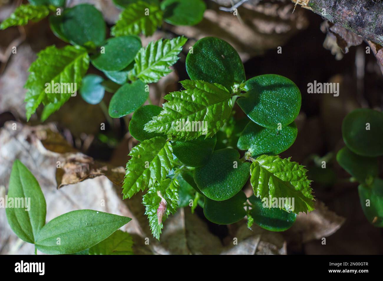 Hornbeam Carpinus betulus tree sprouts germinated in the wild in the ...