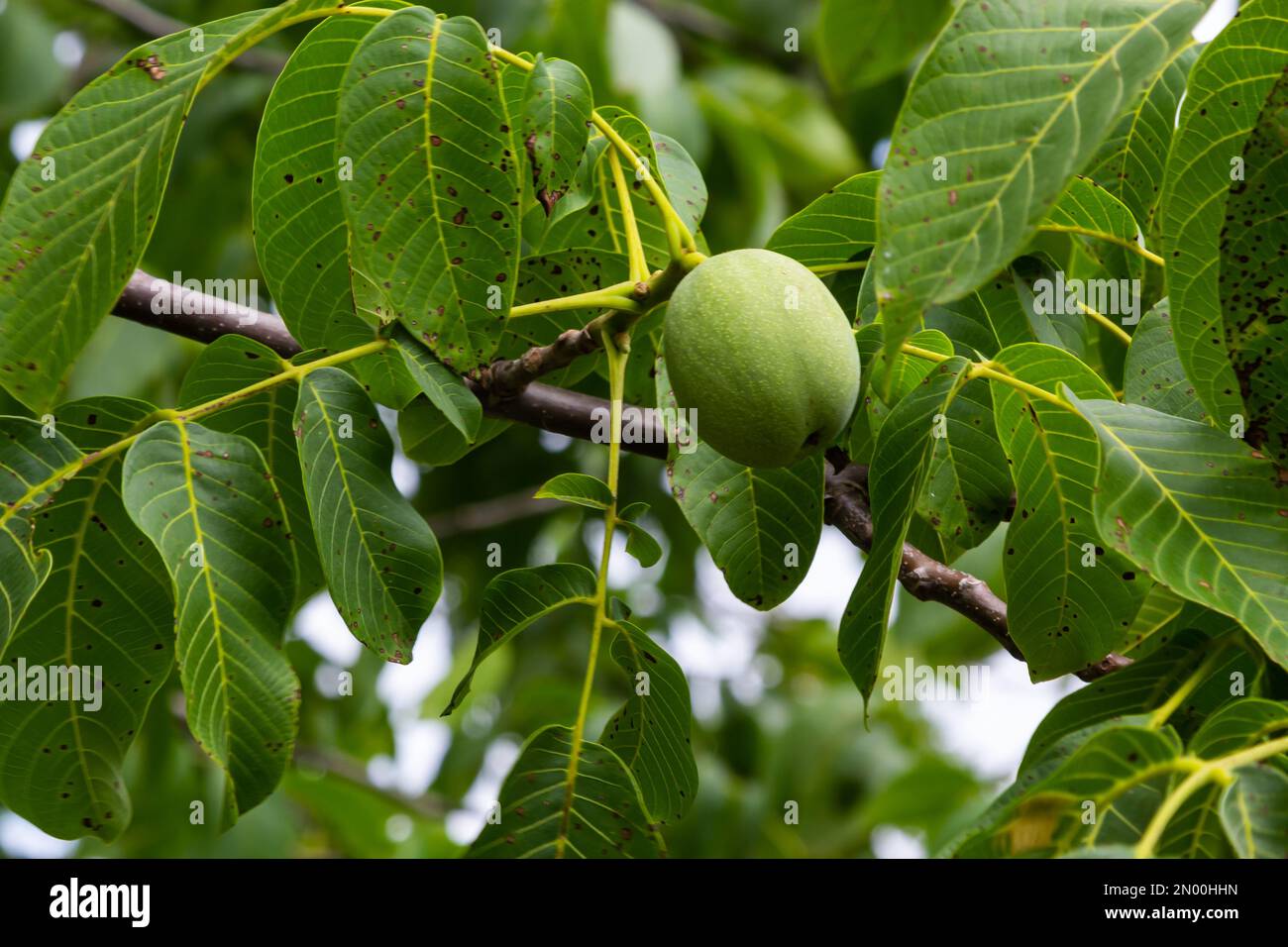 Walnut tree texture close hi-res stock photography and images - Alamy