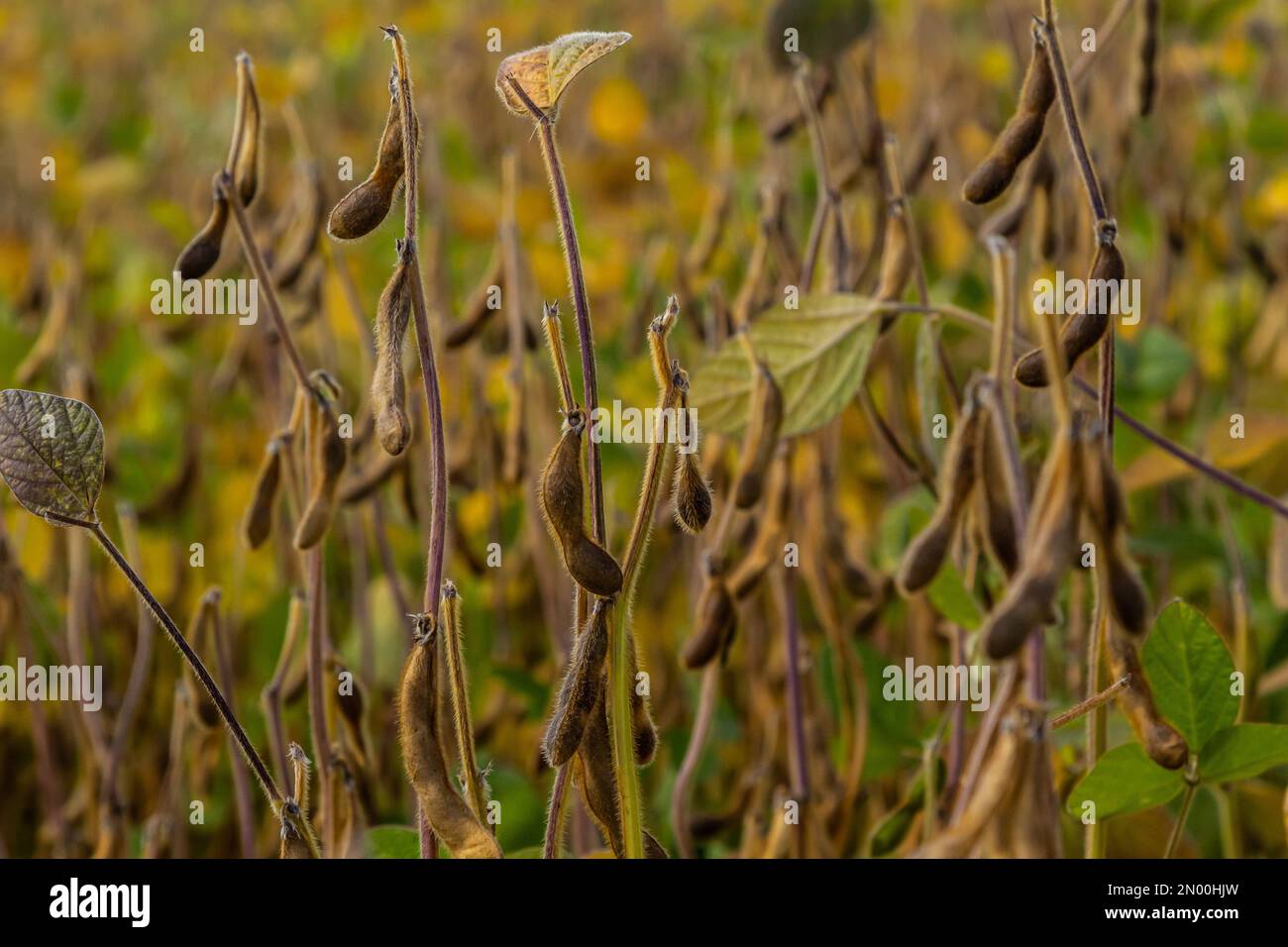 soybean shell in the soybean field. yellow and brown pods. Productivity ...