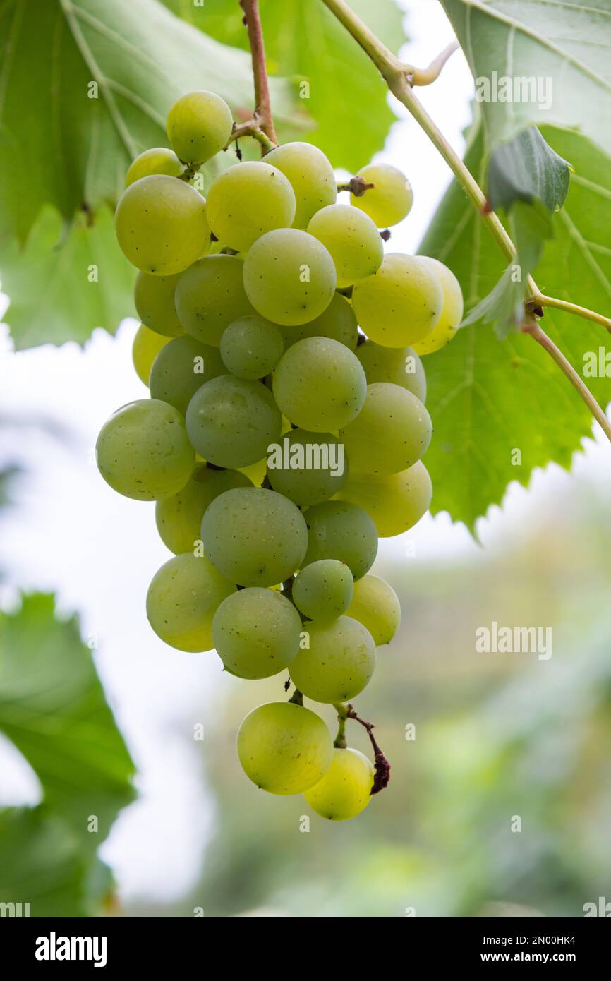 Ripe grapes grow on bushes. Bunch of grapes before harvest Stock Photo ...