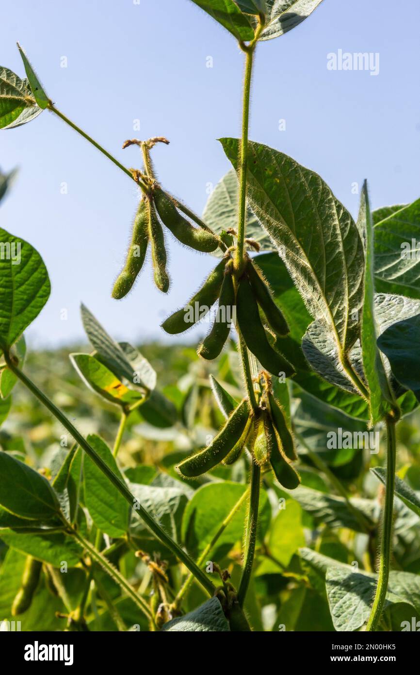 In the middle of the summer on a farm field growing soybeans Stock ...