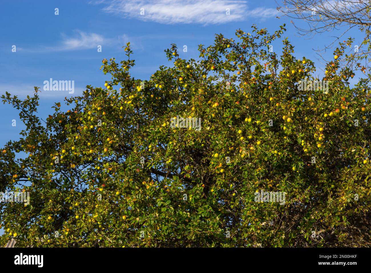 Fruit harvest apple plantation hi-res stock photography and images - Alamy