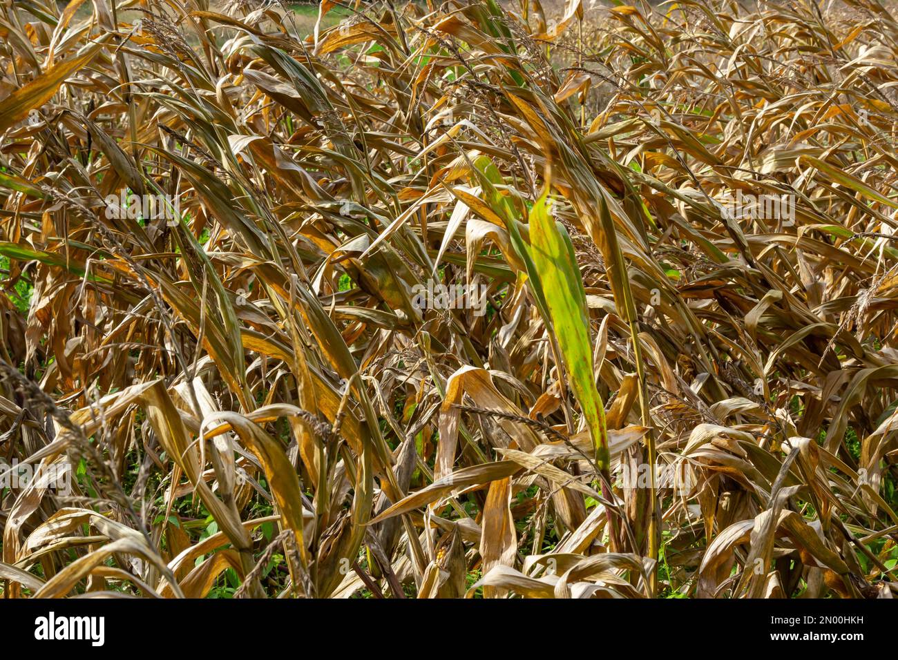 Autumn agricultural landscape. view of a ripe corn field with a ...