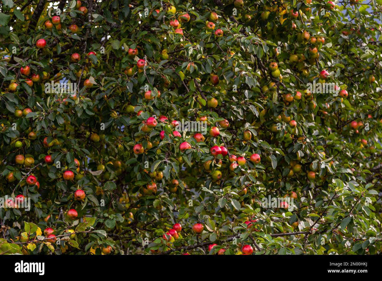 Fruit harvest apple plantation hi-res stock photography and images - Alamy