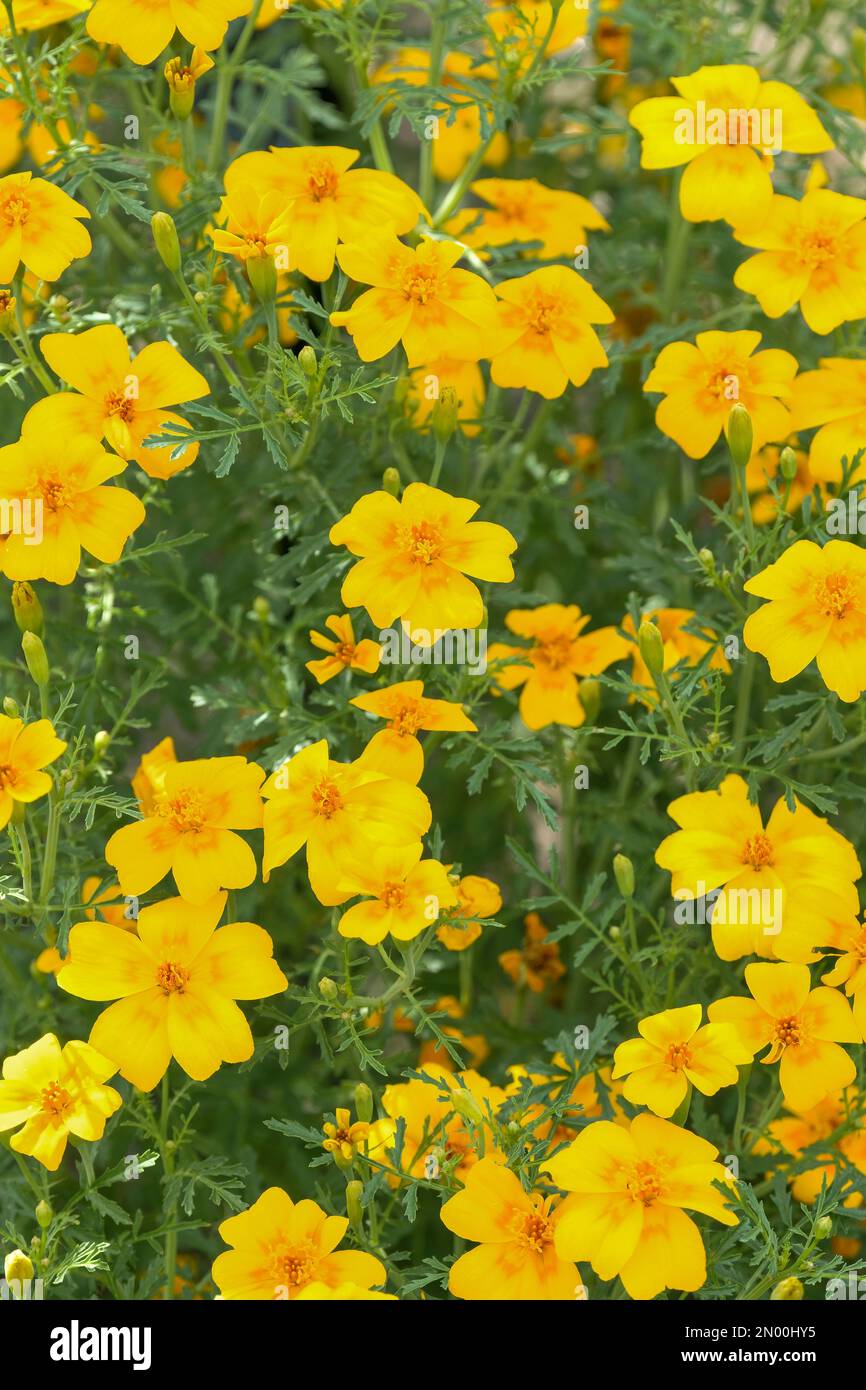 Tagetes tenuifolia Golden Gem, Marigold Golden Gem, annual, single ...