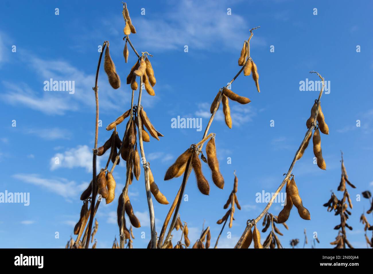 Soybeans pod macro. Harvest of soy beans - agriculture legumes plant ...