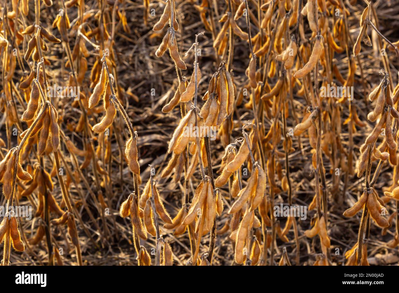 Soybeans pod macro. Harvest of soy beans - agriculture legumes plant ...