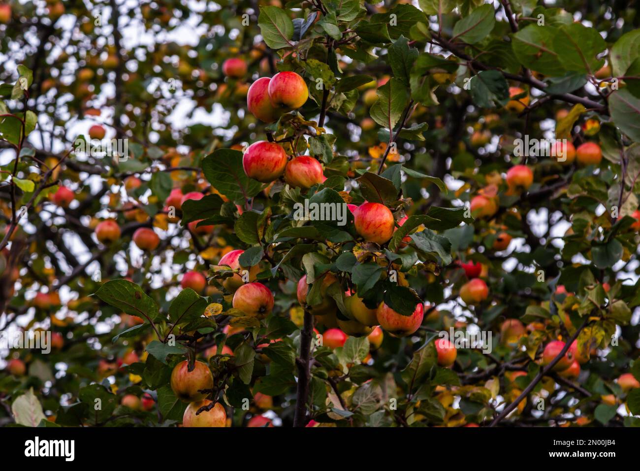 Fruit harvest apple plantation hi-res stock photography and images - Alamy