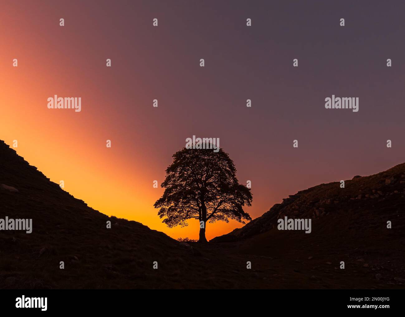 A lone sycamore tree silhouette at sunset, golden and purple sky ...