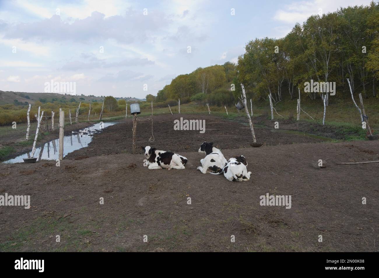 Chengde in hebei bashang grassland hi-res stock photography and images ...