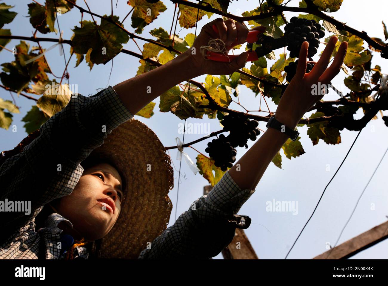 In this Saturday, March 12, 2016 photo, a worker harvests grapes at ...