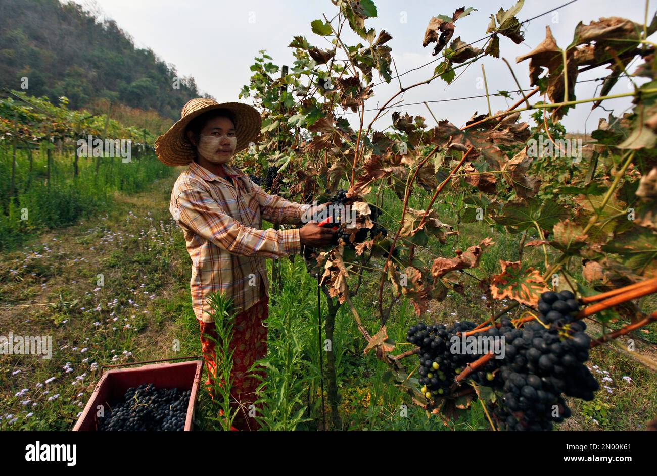 In this Saturday, March 12, 2016 photo, a worker harvests grapes at ...