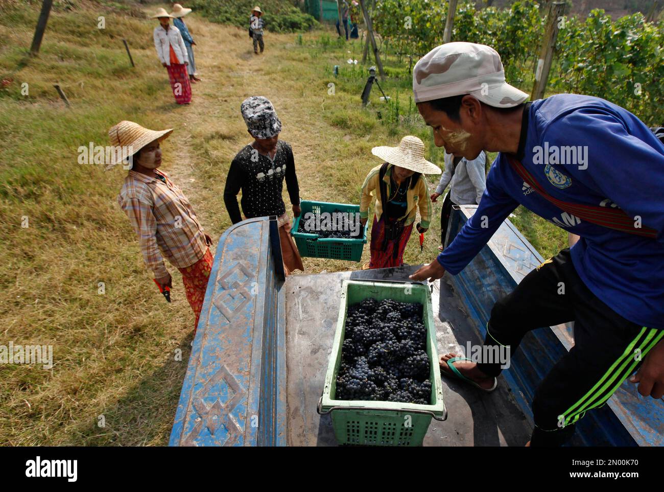 In this Saturday, March 12, 2016 photo, workers load harvested grapes ...