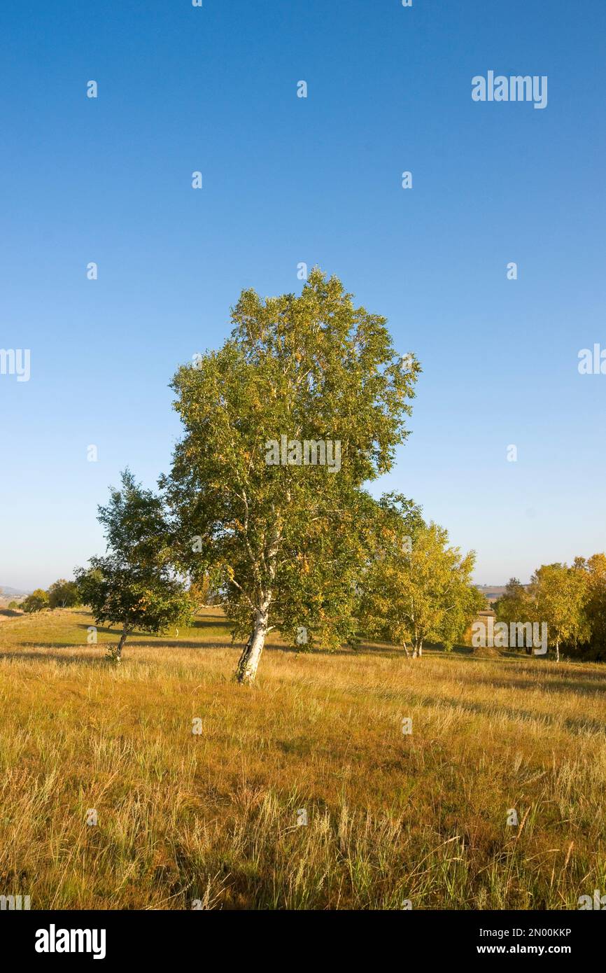 Chengde in hebei bashang grassland hi-res stock photography and images ...