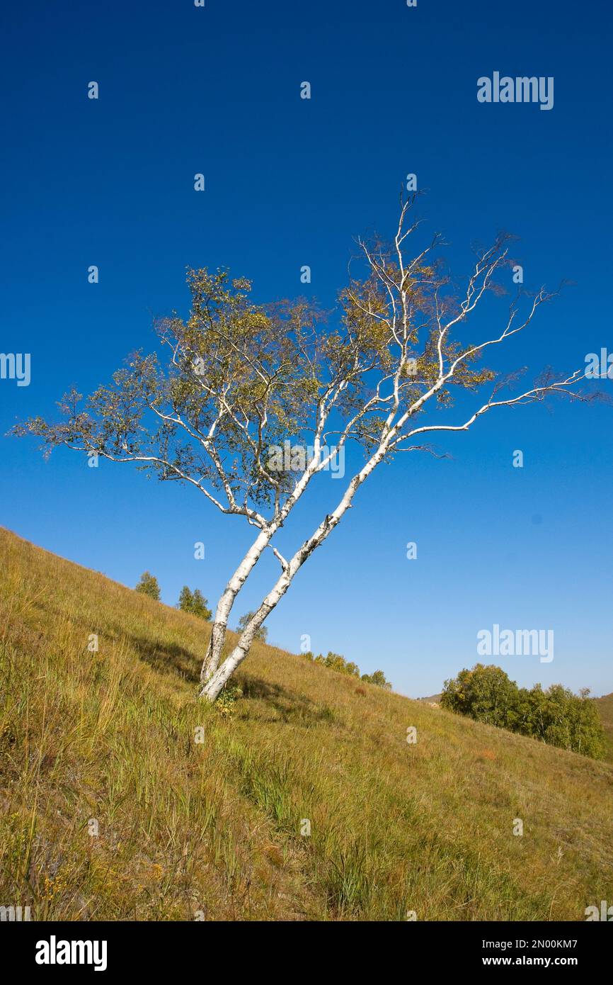 Chengde in hebei bashang grassland hi-res stock photography and images ...