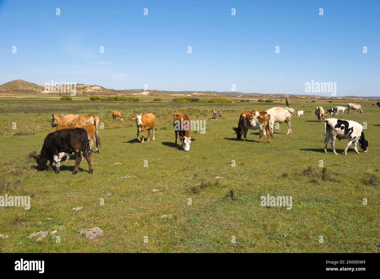 Hebei bashang cattle hi-res stock photography and images - Alamy