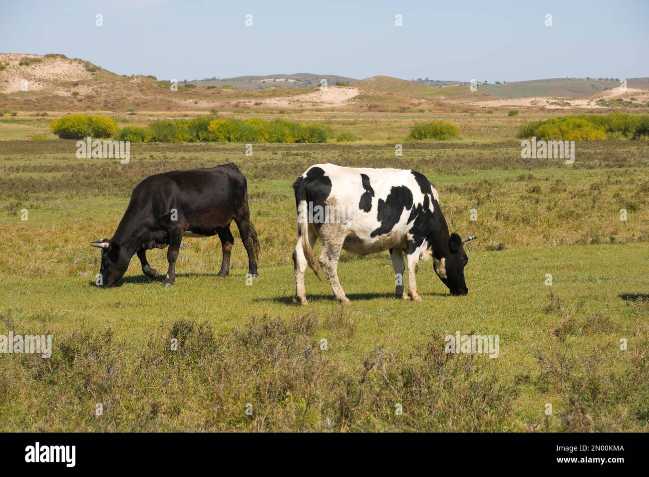 Chengde in hebei bashang grassland hi-res stock photography and images ...