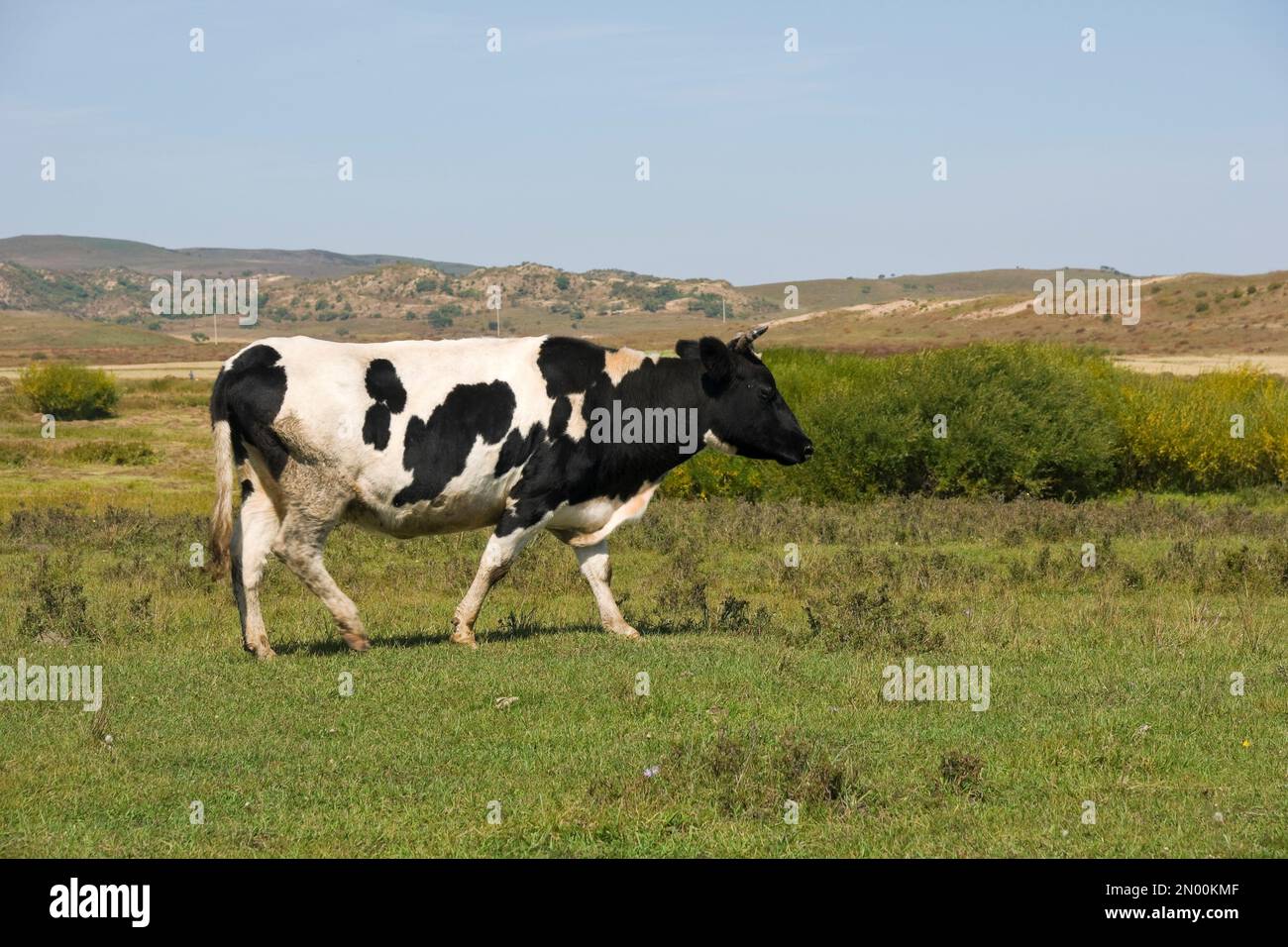 Chengde in hebei bashang grassland hi-res stock photography and images ...