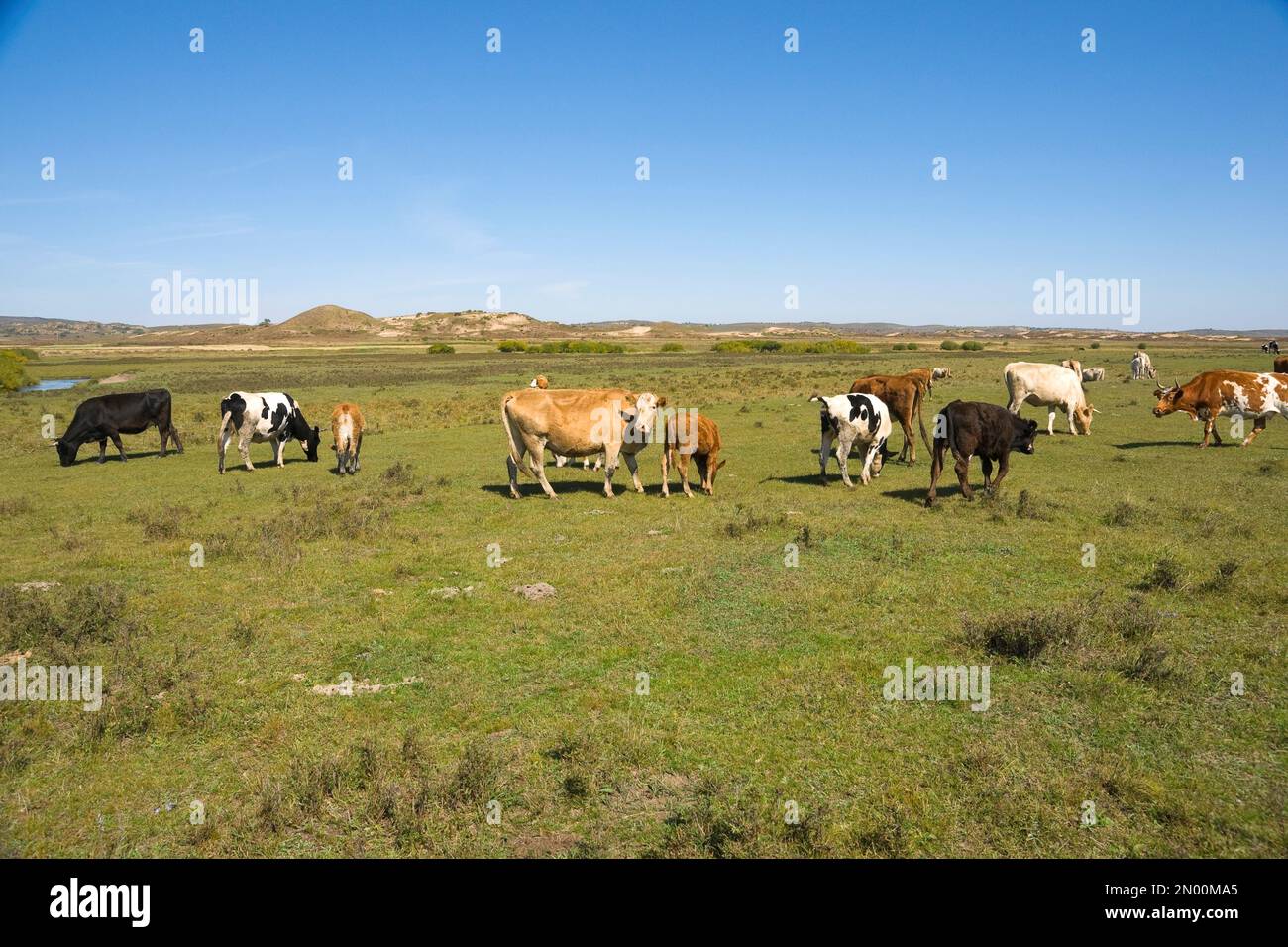 Hebei bashang cattle hi-res stock photography and images - Alamy
