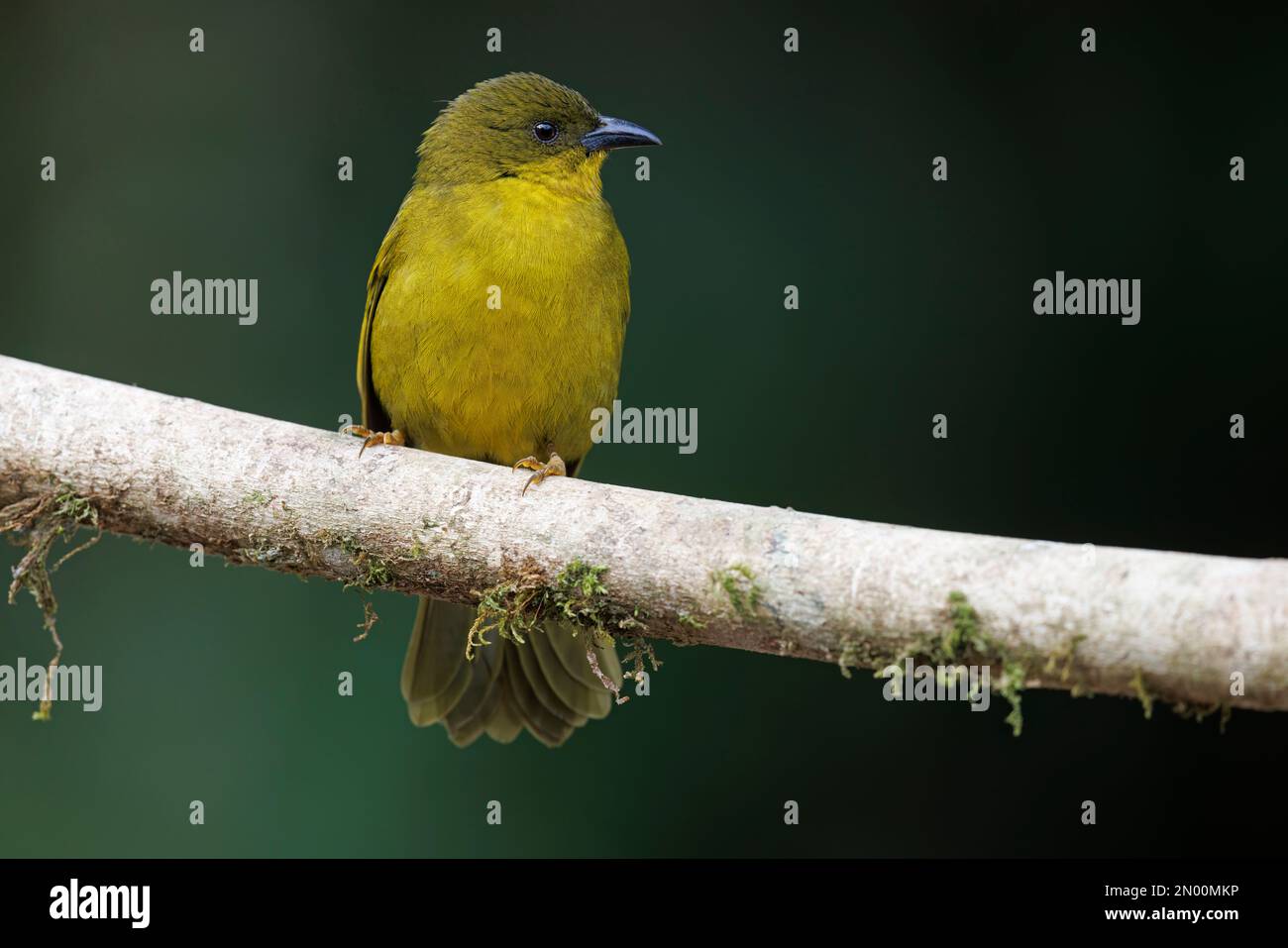 Trilha dos tiucanos hi-res stock photography and images - Alamy