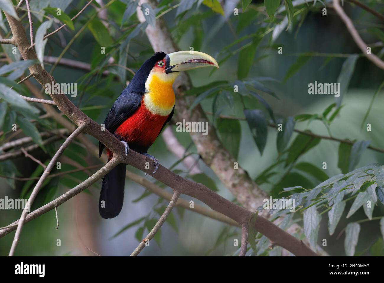 Green-billed Toucan, Trilha dos Tucanos, Tapiraì, SP, Brazil, August ...