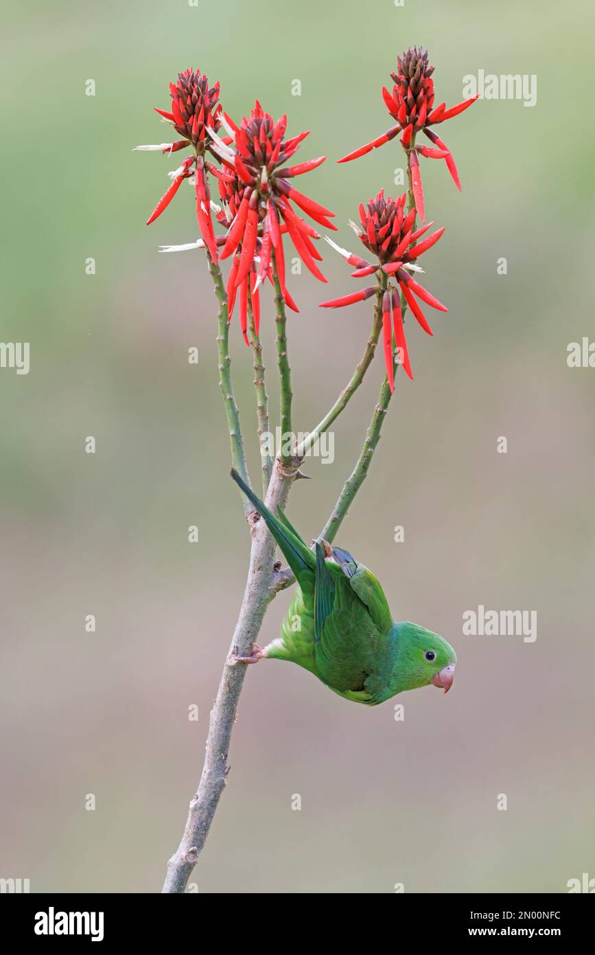 Tapiraí brazil hi-res stock photography and images - Alamy