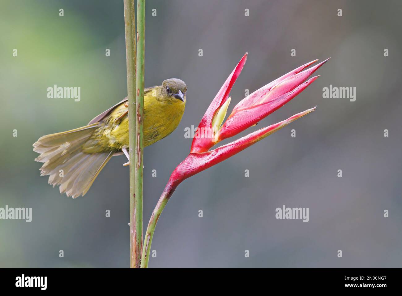Olive-green tanager, Trilha dos Tiucanos, tapirai, SP, Brazil, August ...