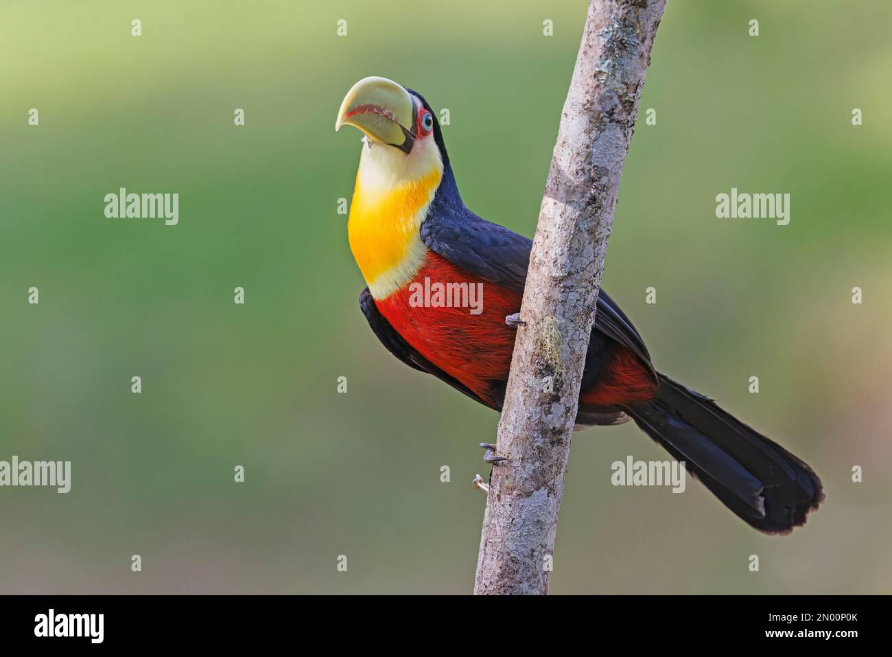 Green-billed Toucan, Trilha dos Tucanos, Tapiraì, SP, Brazil, August ...