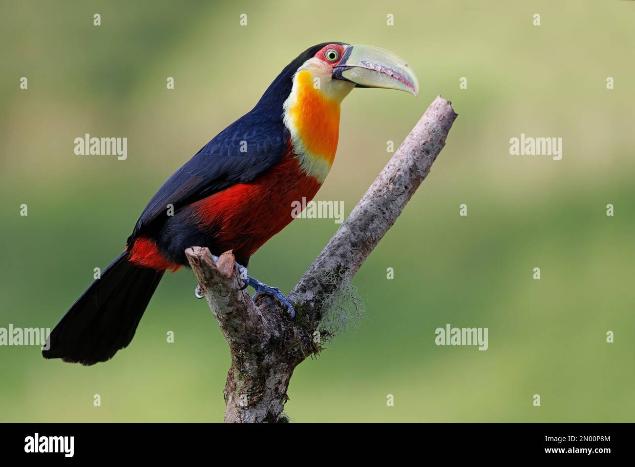 Green-billed Toucan, Trilha dos Tucanos, Tapiraì, SP, Brazil, August ...