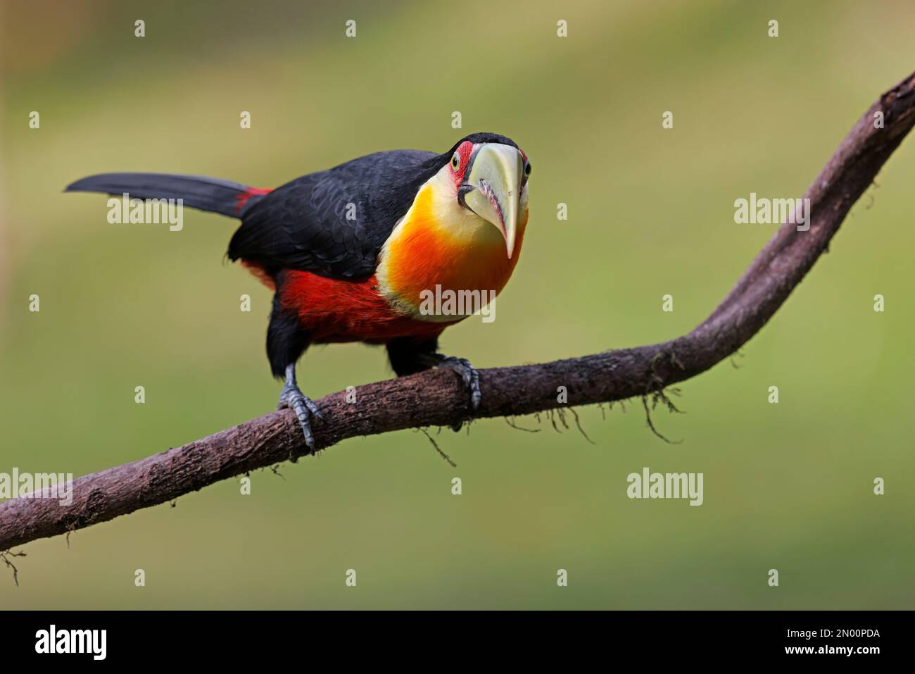 Green-billed Toucan, Trilha dos Tucanos, Tapiraì, SP, Brazil, August ...