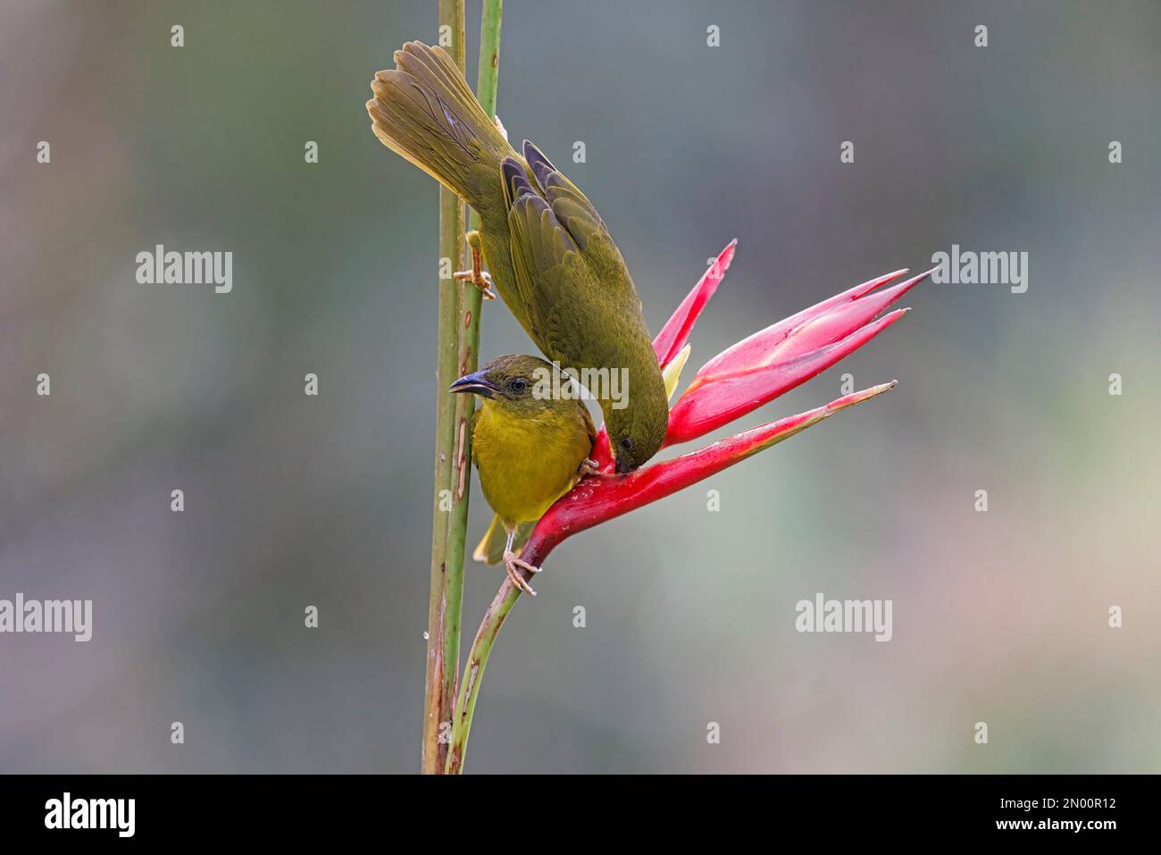 Olive-green tanager, Trilha dos Tiucanos, tapirai, SP, Brazil, May 2019 ...