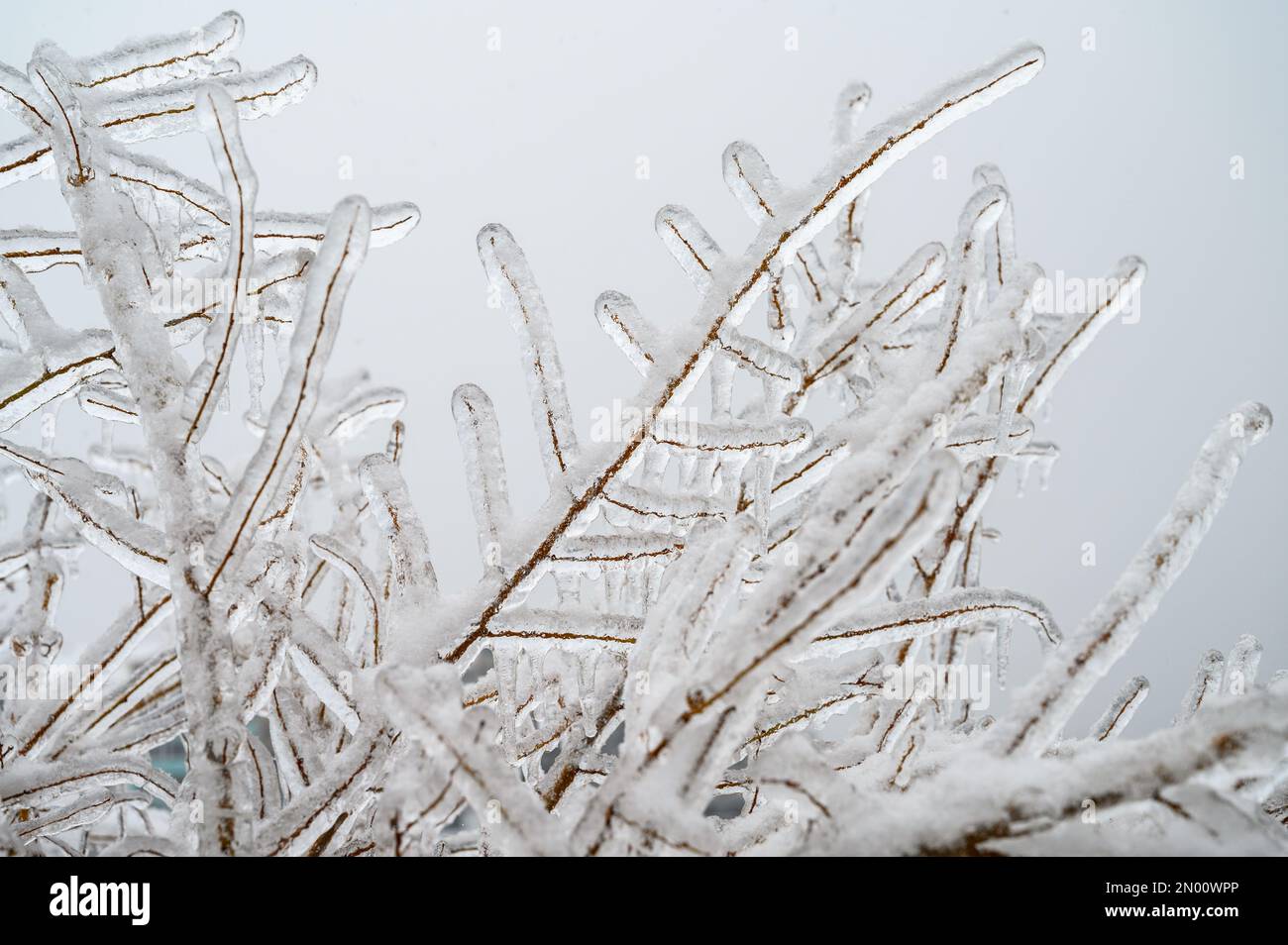 Branches covered with a crust of ice after icy rain. Natural disaster ...