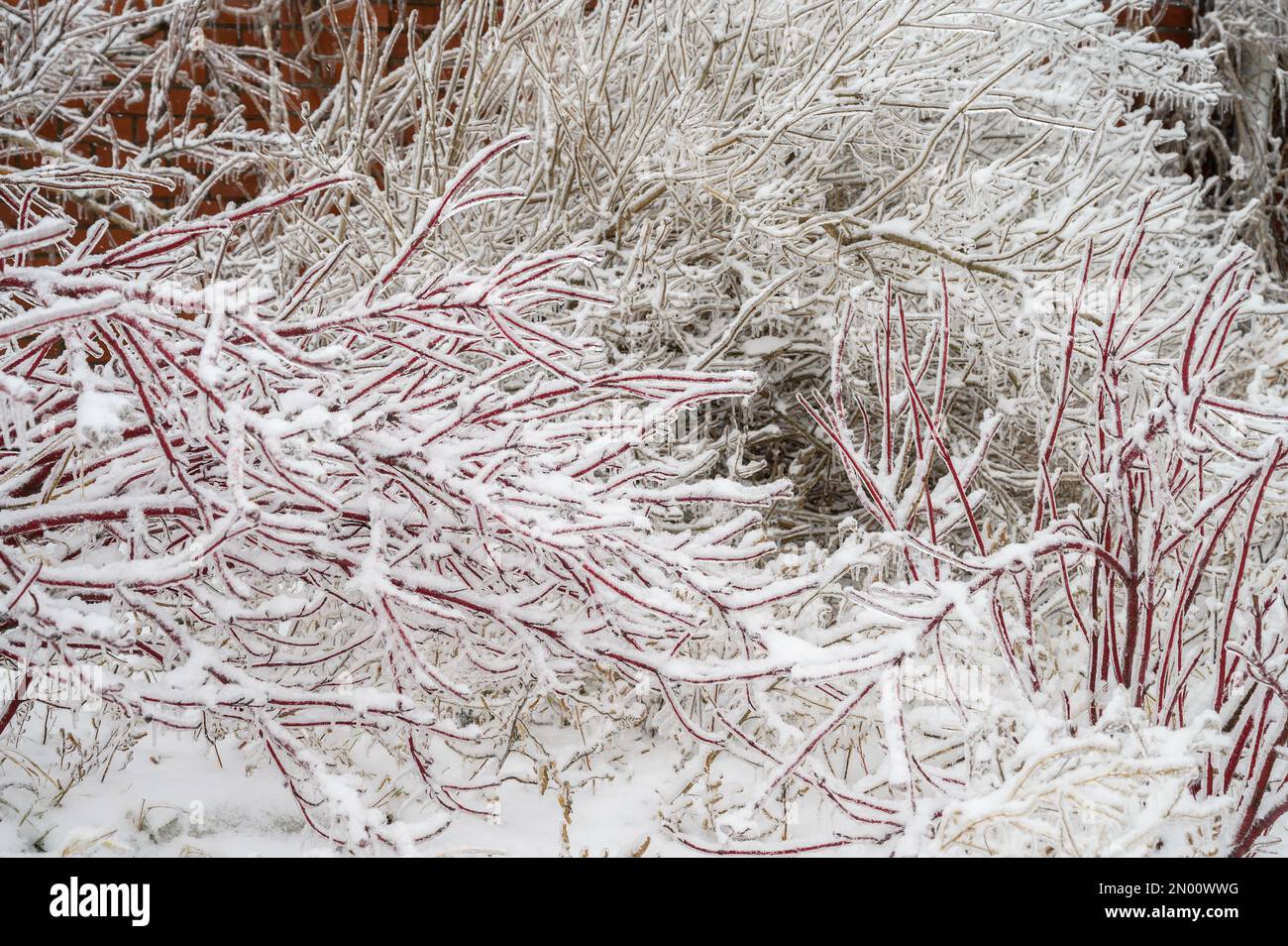Branches covered with a crust of ice after icy rain. Natural disaster ...