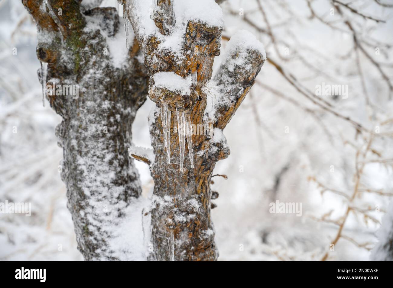 Branches covered with a crust of ice after icy rain. Natural disaster ...