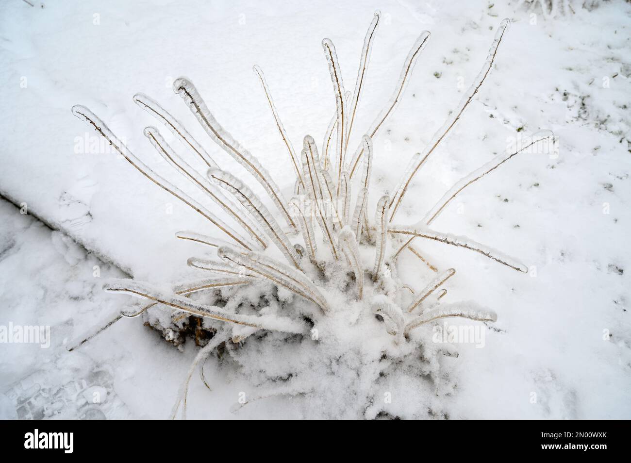Branches covered with a crust of ice after icy rain. Natural disaster ...