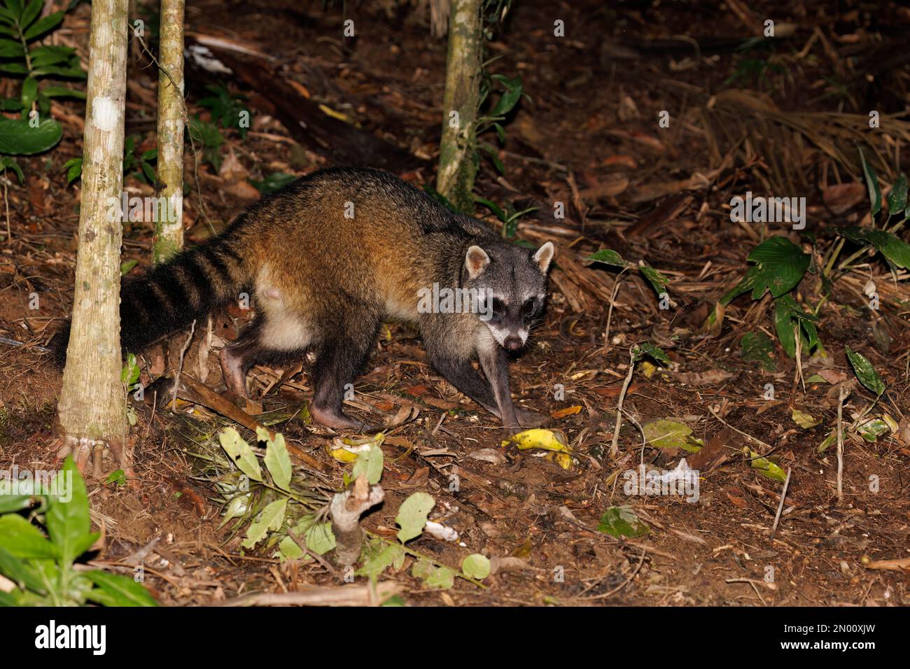 Crab-eating raccoon, Trilha dos Tucanos, Tapiraì, SP, Brazil, August ...