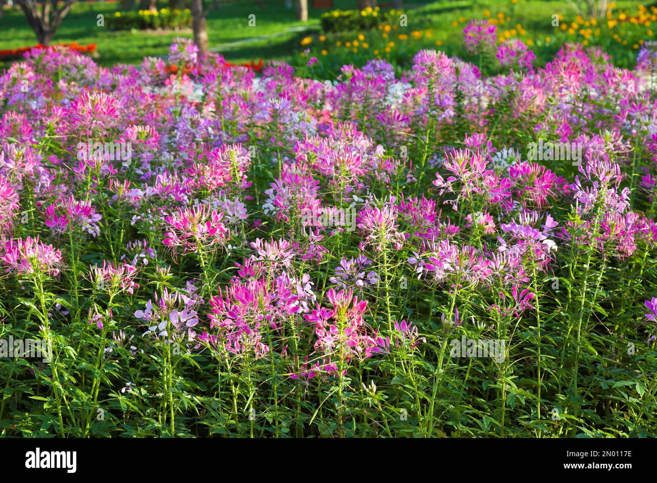 Xi 'an flower exposition Stock Photo - Alamy
