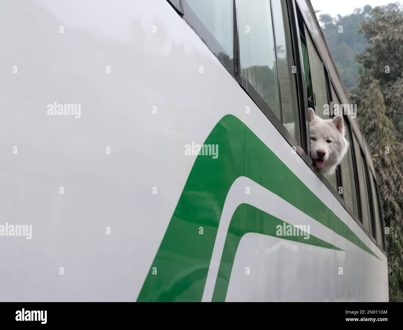 Samoyed dog sitting in a tourist bus heading to Pokhara, Nepal Stock ...