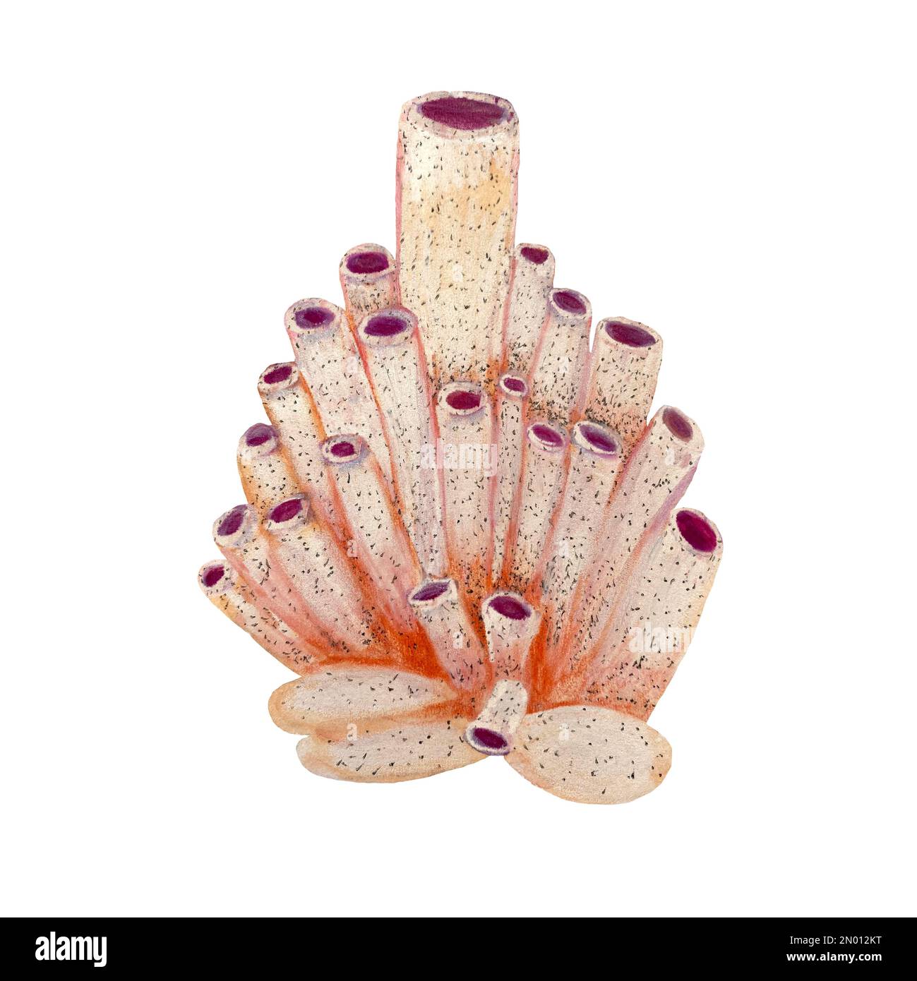 Pink coral Cut Out Stock Images & Pictures - Alamy